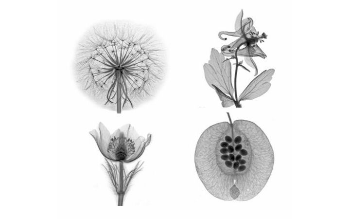 X Ray Photos Of Flowers Floral Radiographs By Steven N. Meyers